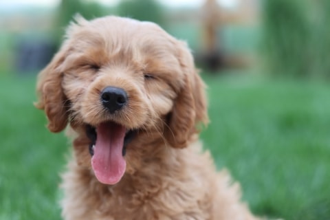Cavoodle | Dog Breed Information | Pawshake Blog
